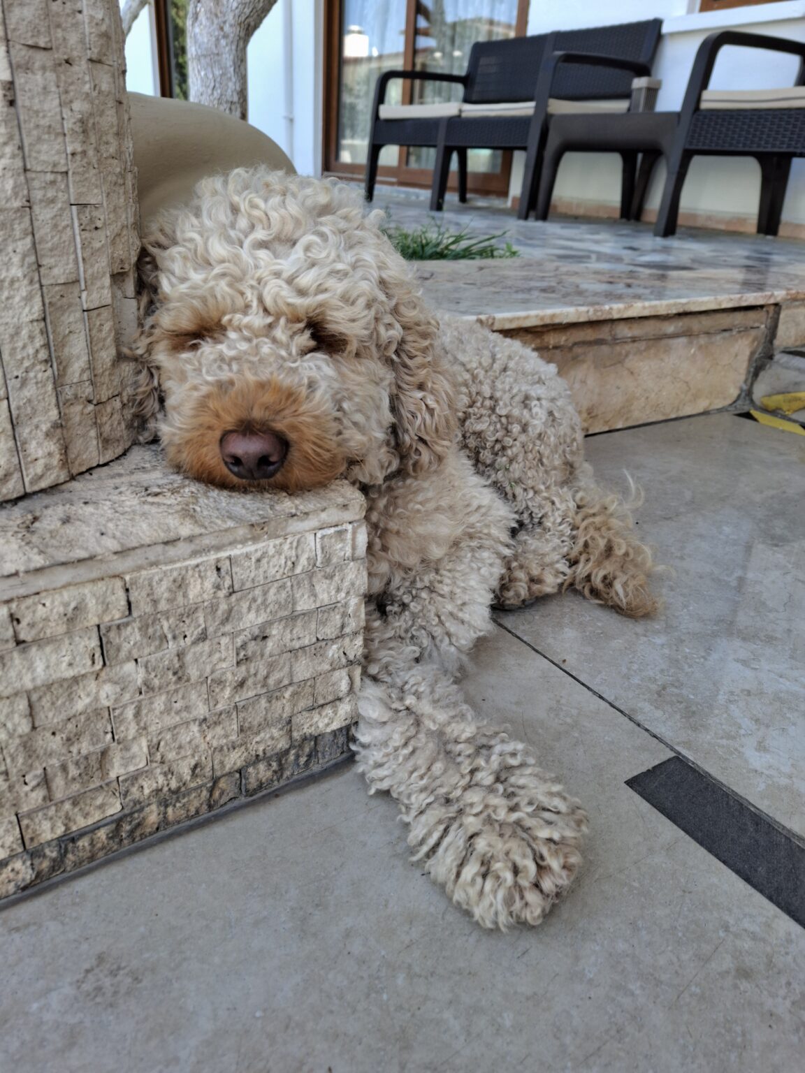 Ellez, The Lazy & Fluffy Thing – Kayahan Hotel Infos