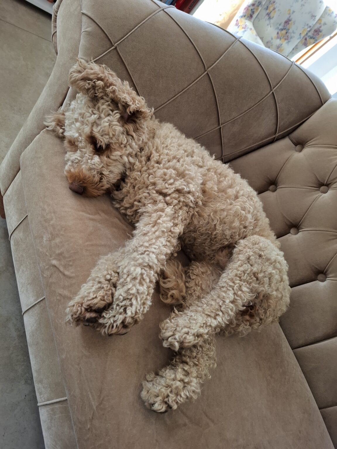 Ellez, The Lazy & Fluffy Thing – Kayahan Hotel Infos